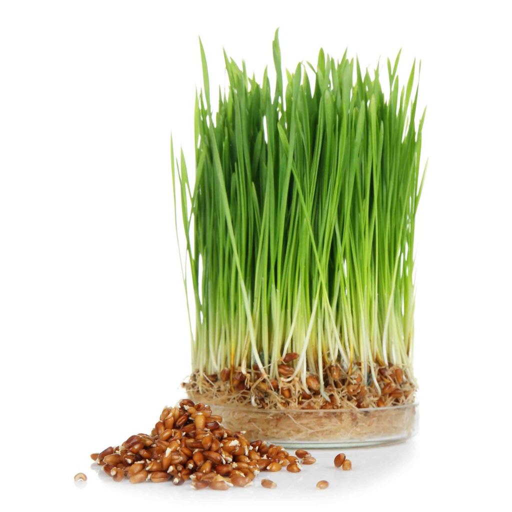 Jual Bibit Benih Rumput Gandum Wheatgrass (200 Butir) | Shopee Indonesia