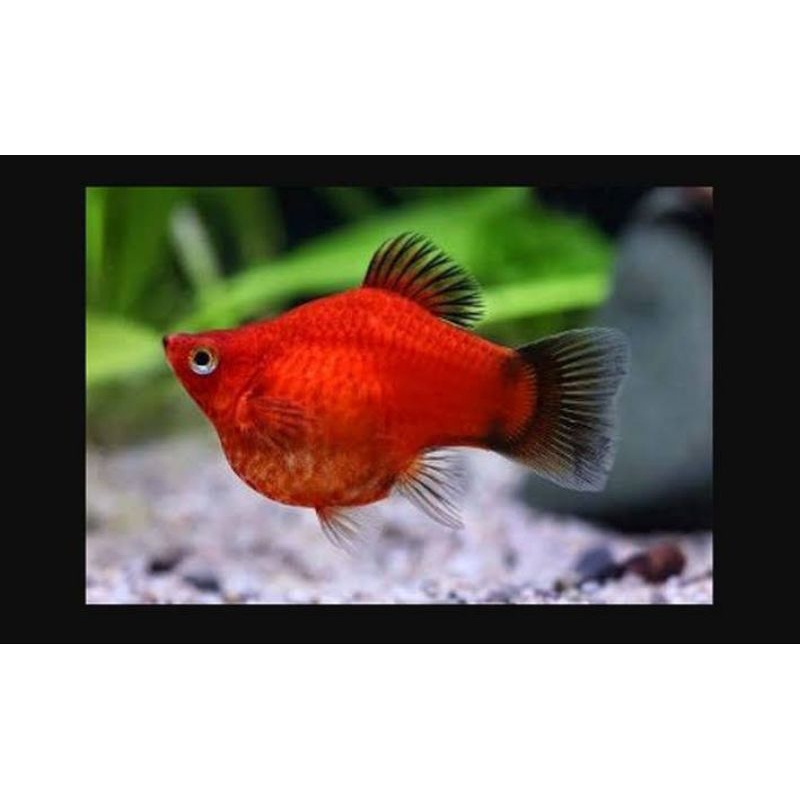 Jual IKAN HIAS AQUASCAPE MOLLY/ JENIS JENIS IKAN AQUASCAPE MOLLY SANTA ...