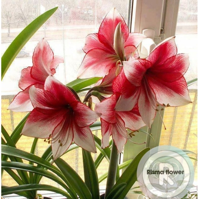 Jual BAKUNG AMARILIS BUNGA BESAR RED FLASH / TANAMAN HIAS POHON ...