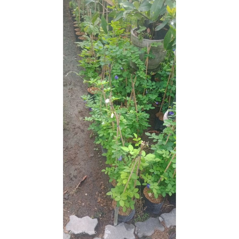 Jual Tanaman Hias Bahan Taman Rambat - Bunga Telang / Butterfly Pea ...