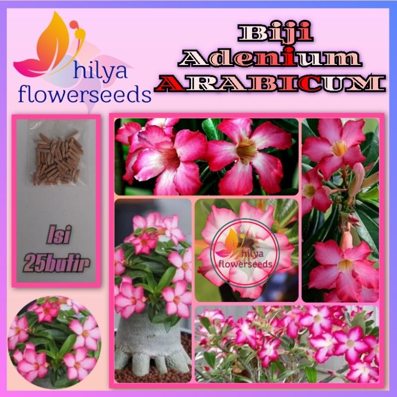 Jual Biji Adenium ARABICUM (mix) | Shopee Indonesia
