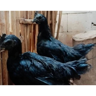 Jual Ayam Cemani Terlengkap & Harga Terbaru Juli 2025 | Shopee Indonesia