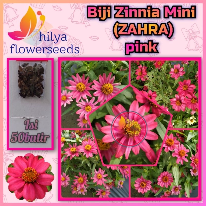 Jual Biji Zinnia Mini (ZAHRA) pink | Shopee Indonesia
