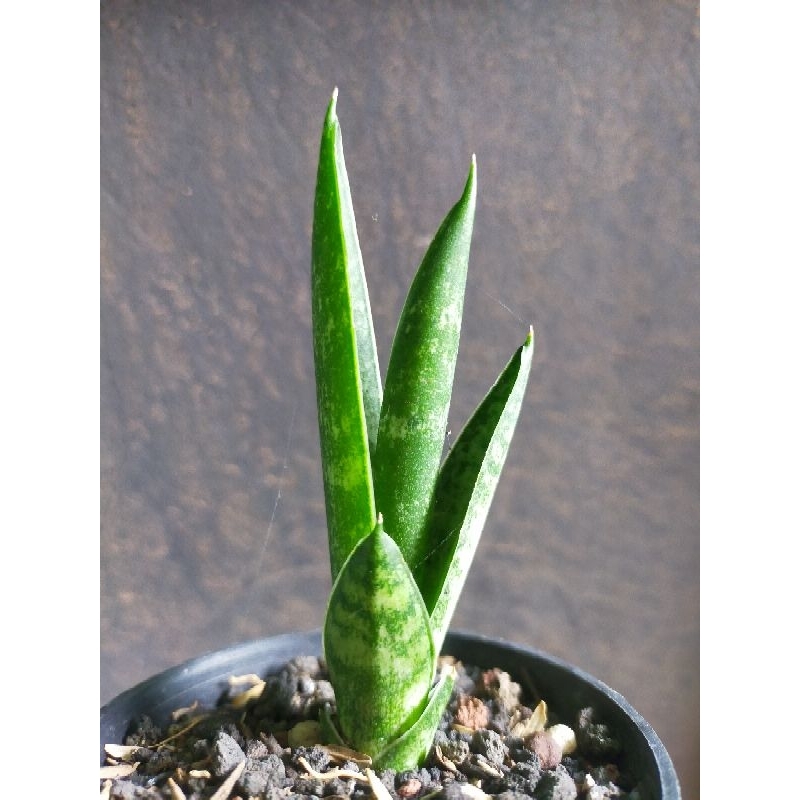 Jual Sansevieria Hybrid Tarantula | Shopee Indonesia