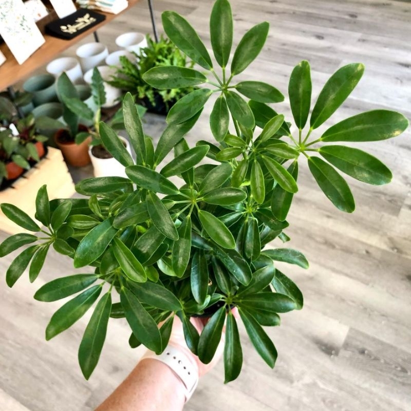 Jual PROMO !!! Tanaman hias walisongo hijau / tanaman schefflera arboricola | Shopee Indonesia