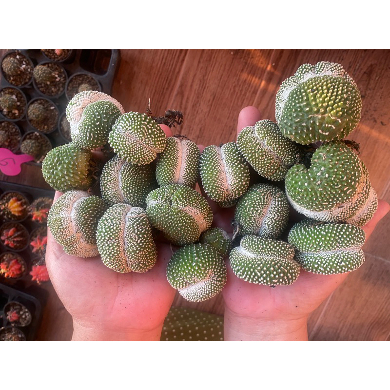 Jual NOTOCACTUS SCOPA CV INERMIS CRISTATUS / KAKTUS CRESTED / KAKTUS ...