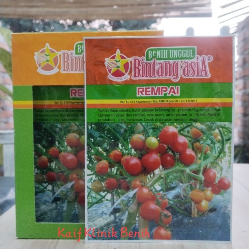 Jual Benih Tomat Rampai RAMPAI 10 Gram - Cap Bintang Asia | Shopee ...