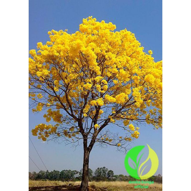 Jual Pohon tabebuya bunga kuning / tanaman hias tabebuya bunga kuning ...