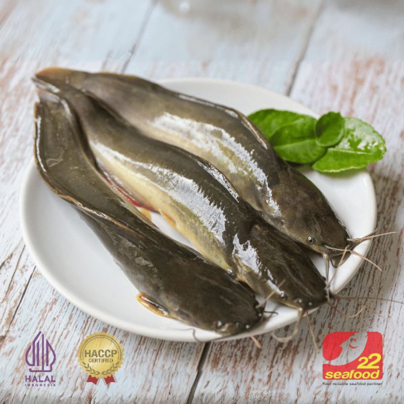 Jual IKAN LELE 1 kg (bersih tanpa jeroan) / Seafood 22 | Shopee Indonesia