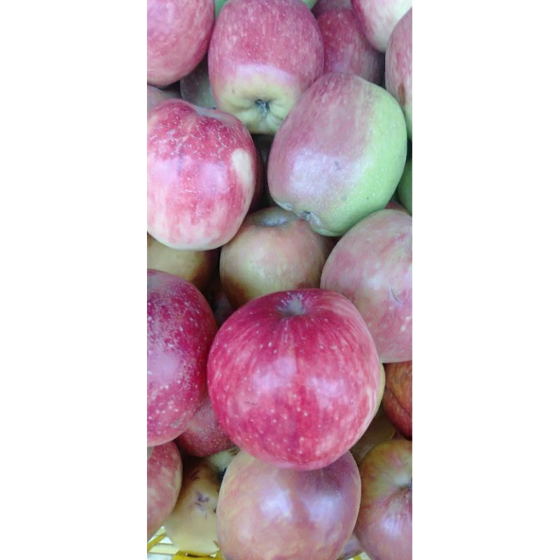 Jual BUAH APEL ANA / ANNA MERAH SEGAR Kilogram | Shopee Indonesia