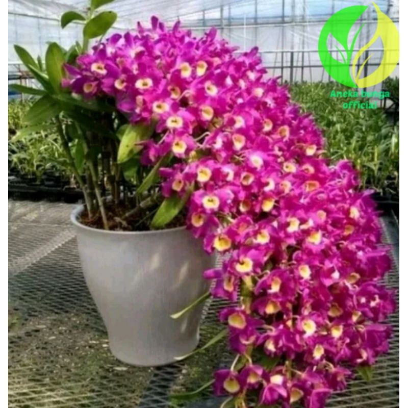 Jual BUNGA ANGGREK DENDROBIUM JUMBO PINK / TANAMAN HIAS POHON SEEDLING ...