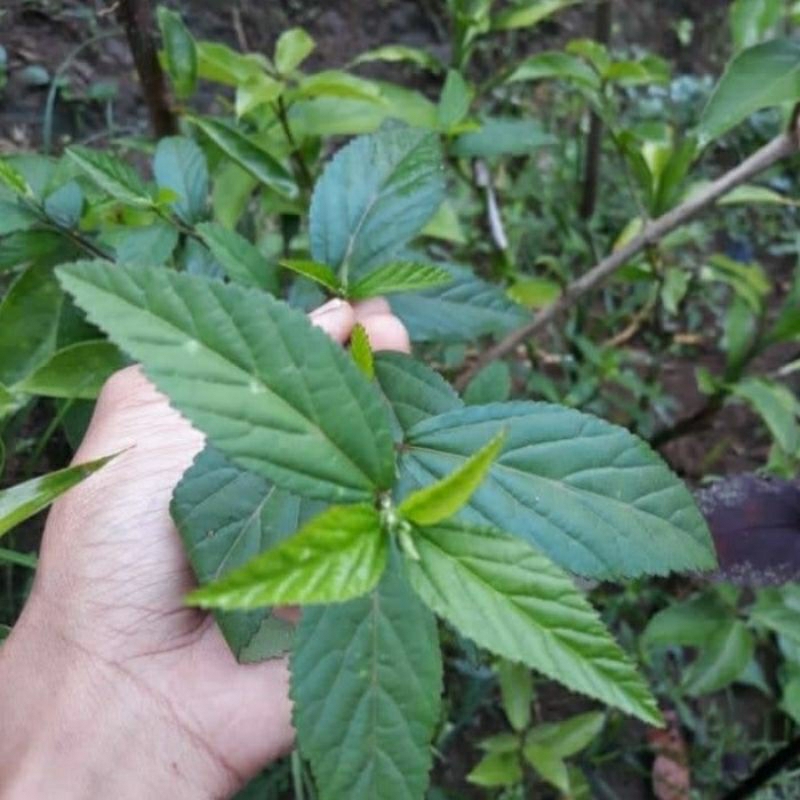 Jual Daun Sidogiri Segar 1 Kg / Daun Sidaguri / Daun Sidogori / Daun ...