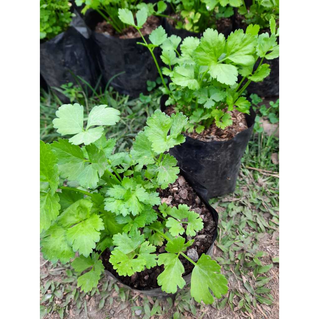 Jual Bibit Seledri/Daun Sop | Shopee Indonesia