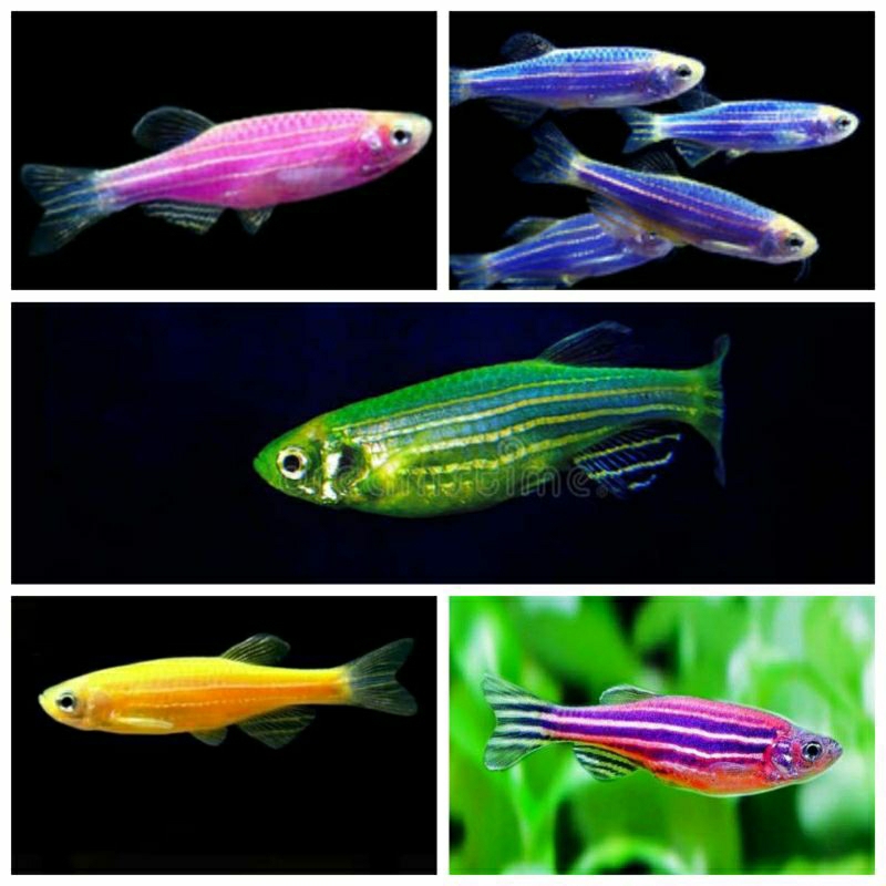 Jual ikan zebra danio tetra / ikan hias danio zebra / ikan hias warna ...