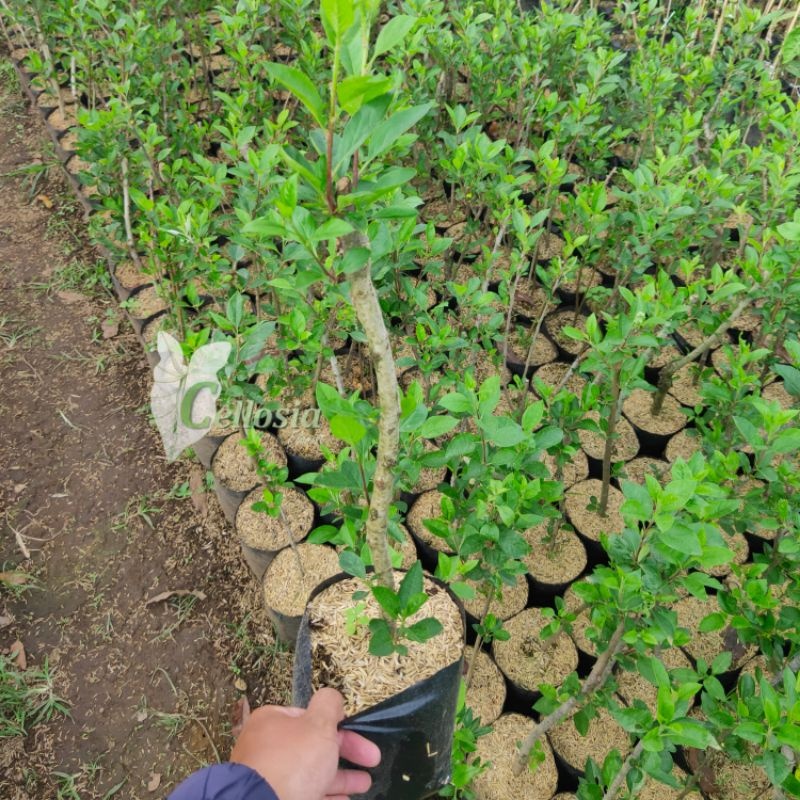 Jual Bibit Tanaman Buah Apel Lokal (Batang Bawah Apel) | Shopee Indonesia