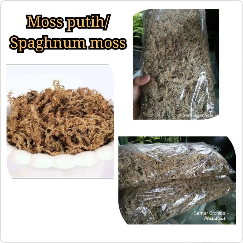 Jual Spaghnum moss/Moss putih 200 gram & 100 gram | Shopee Indonesia