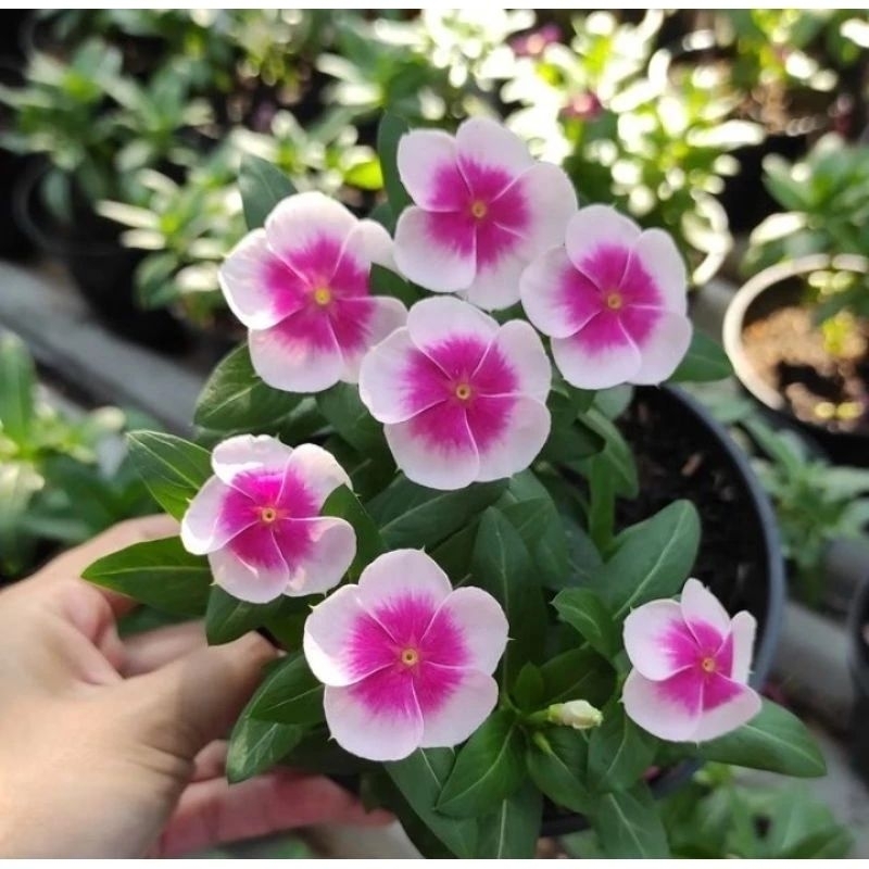 Jual Tanaman hias vinca hybrid tapak dara bunga pink love | Shopee ...