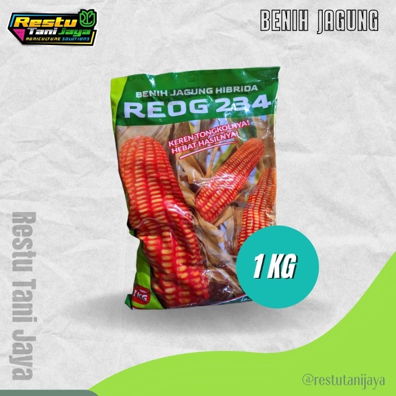Jual Benih Jagung Hibrida Reog 234 1kg | Bonus kaos | Rendemen tinggi ...