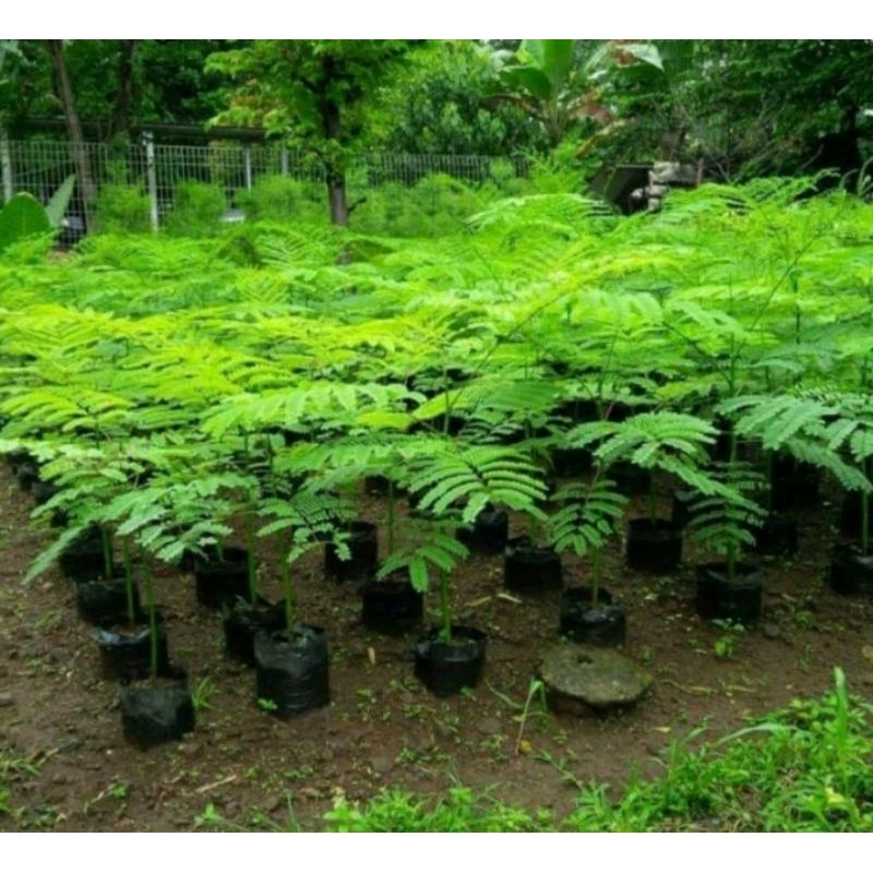 Jual Tanaman hias hidup pakis brazil solobium (schizolobium parahyba ...