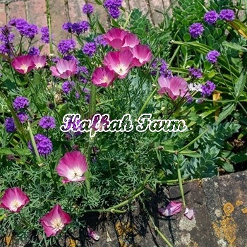 Jual Benih 3 Biji Bunga CALIFORNIA POPPY Purple Gleam | Shopee Indonesia