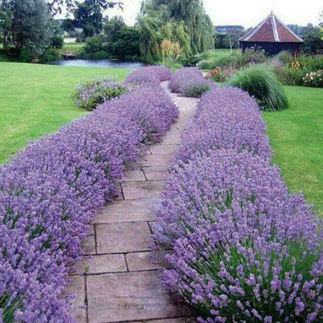 Jual Bibit Benih Bunga Lavender Vera (5 Butir) | Shopee Indonesia