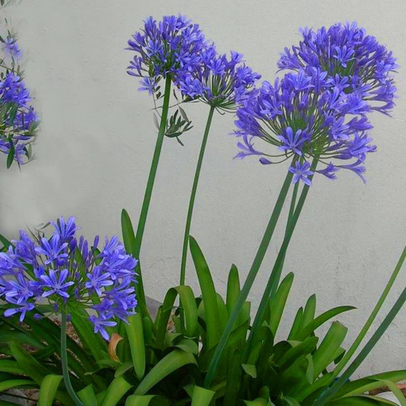 Jual Tanaman bakung biru atau amarylis bunga biru agaphantus | Shopee ...