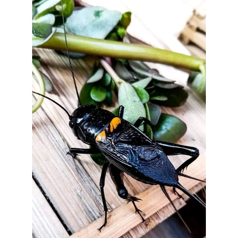 Jual JANGKRIK JALITENG HIDUP / PENGUSIR TIKUS / JANGKRIK GENGGONG ...