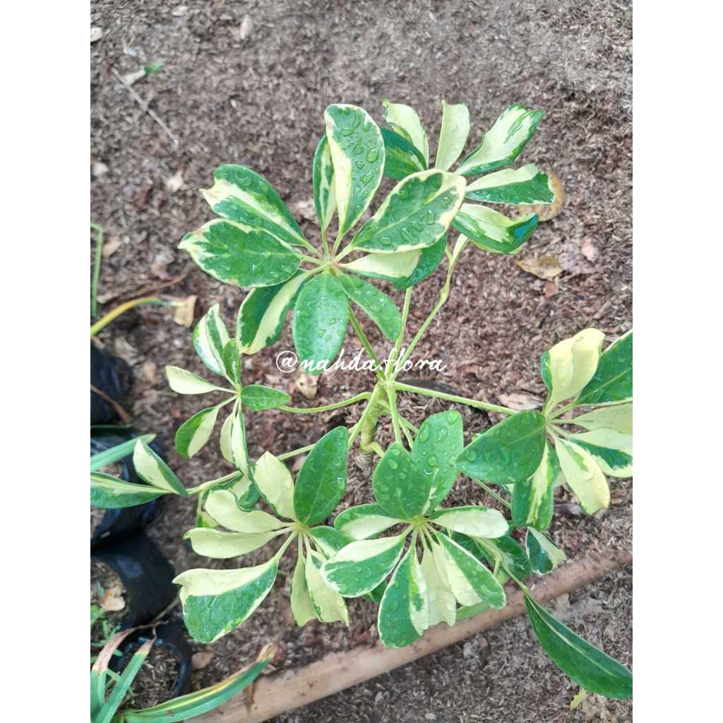 Jual Tanaman Hias Wali Songo Variegata Daun Kuning dan Hijau - Bibit Bunga Pohon Gurita ...