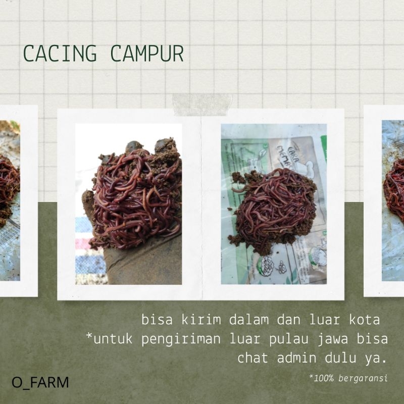 Jual Cacing campur 200gr BERGARANSI 100% cacing anc cacing Lumbricus ...