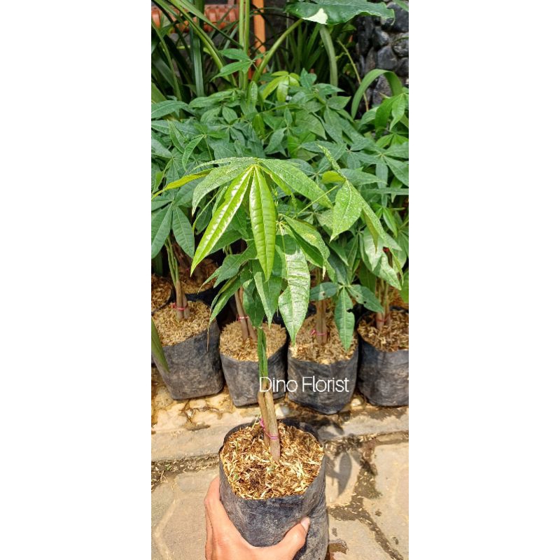 Jual Tanaman Hias Pohon Pachira / Pacira / Kacang Saba / Pachira Kepang ...