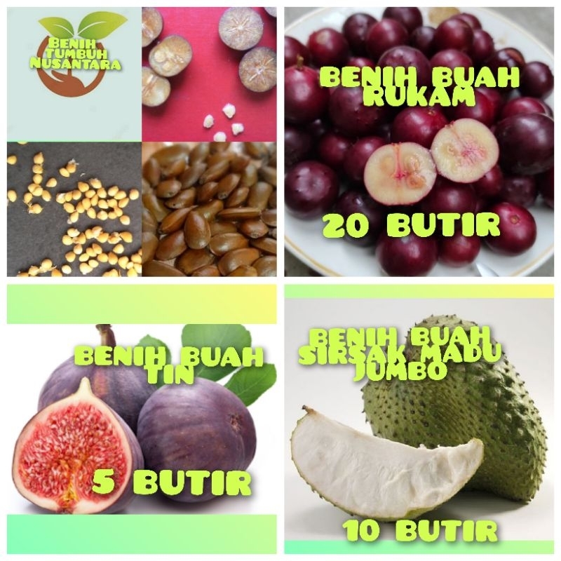 Jual BENIH BUAH RUKAM/RUKEM,BENIH BUAH TIN, BENIH BUAH SIRSAK MADU ...