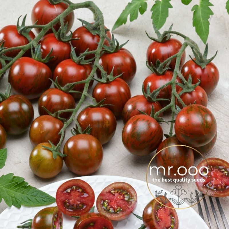 Jual Benih Tomato Cherry - Gum Drop Black (F1) - 5 benih - Import ...