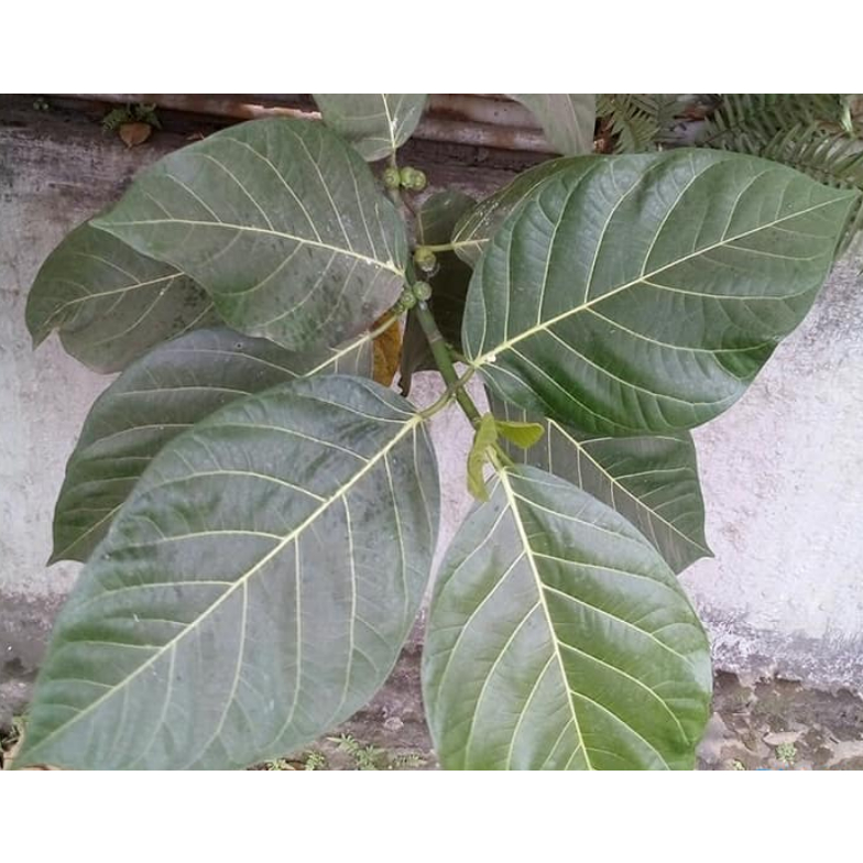 Jual Daun awar awar segar / Daun ciciap segar | Shopee Indonesia