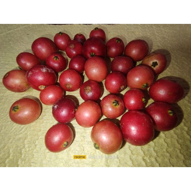 Jual buah kersen buah ceri buah talok, langsung petik dari pohon ...