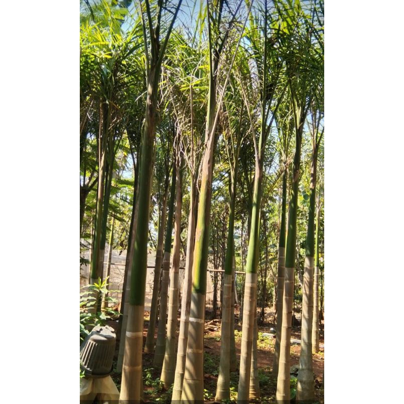 Jual Pohon palem raja tinggi 4/5meter | Shopee Indonesia