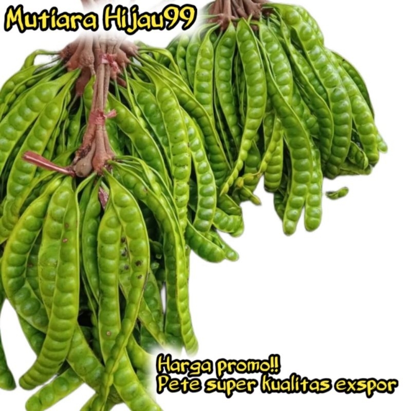 Jual PETE SEGAR SUPERAN HARGA PER 5 LONJOR/PETE TUA SUPER/PETE MURAH ...