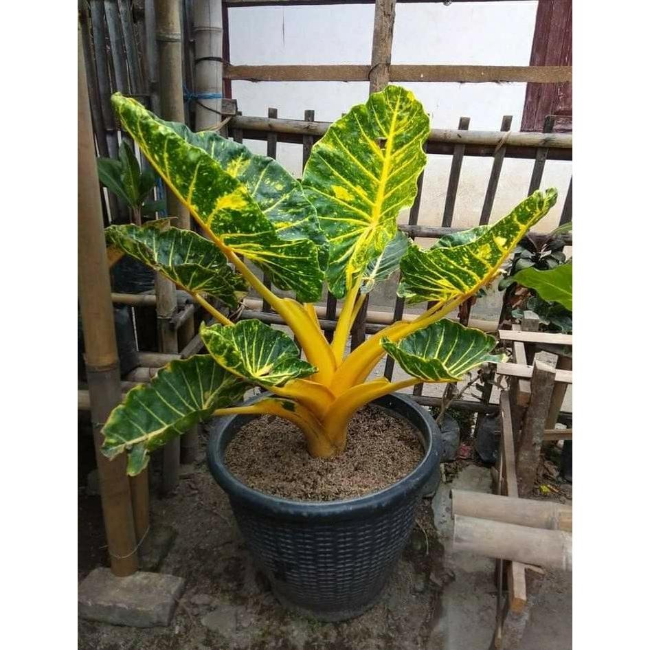Jual paket tanaman hias monstera keladi philo dendron aglonema aster ...