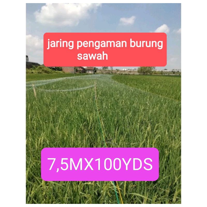 Jual Jaring burung padi sawah 7,5mx100yds jaring sawah burung pipit ...