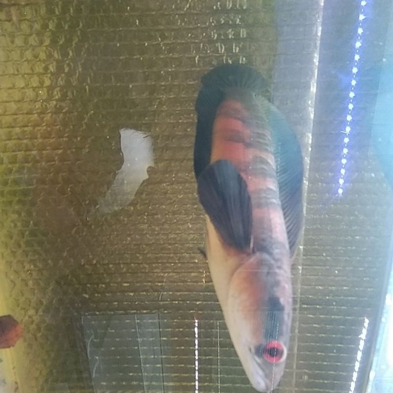 Jual RED MARU -+30CM | Shopee Indonesia