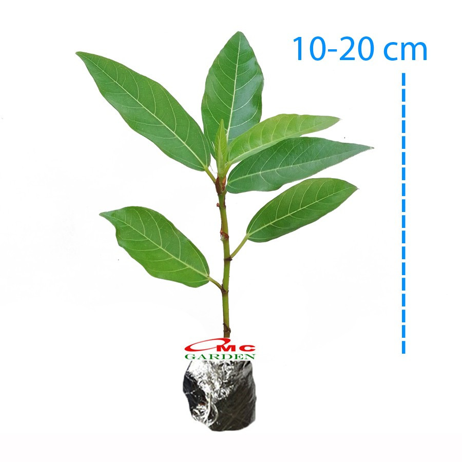 Jual Bibit Pohon Loa Bahan Bonsai Mame Ficus Racemosa Tanaman Peneduh 1020 | Shopee Indonesia
