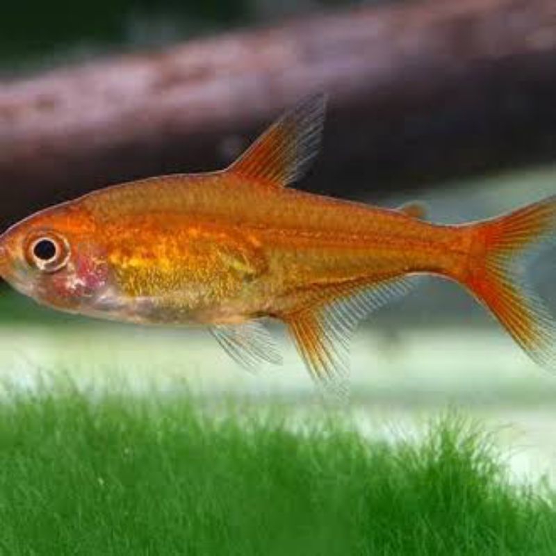 Jual IKAN HIAS AMANDAE TETRA / IKAN HIAS AQUASCAPE EMBER TETRA | Shopee ...