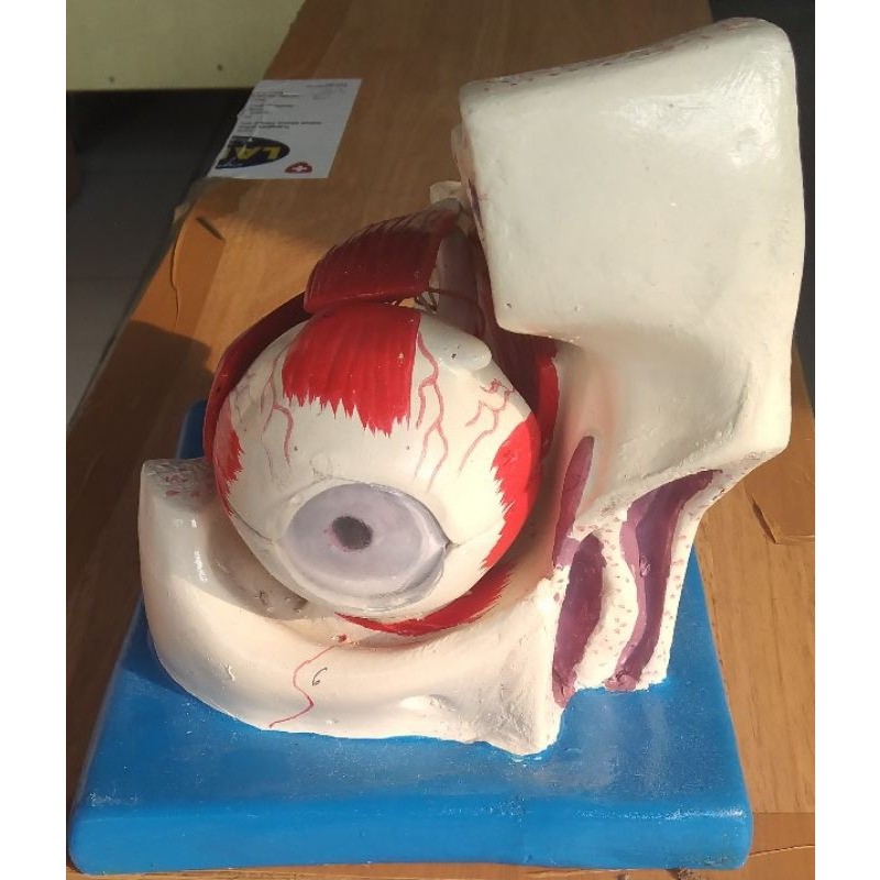 Jual MANIKIN MODEL MATA MANUSIA / PHANTOM MANIKIN MODEL MATA MANUSIA ...