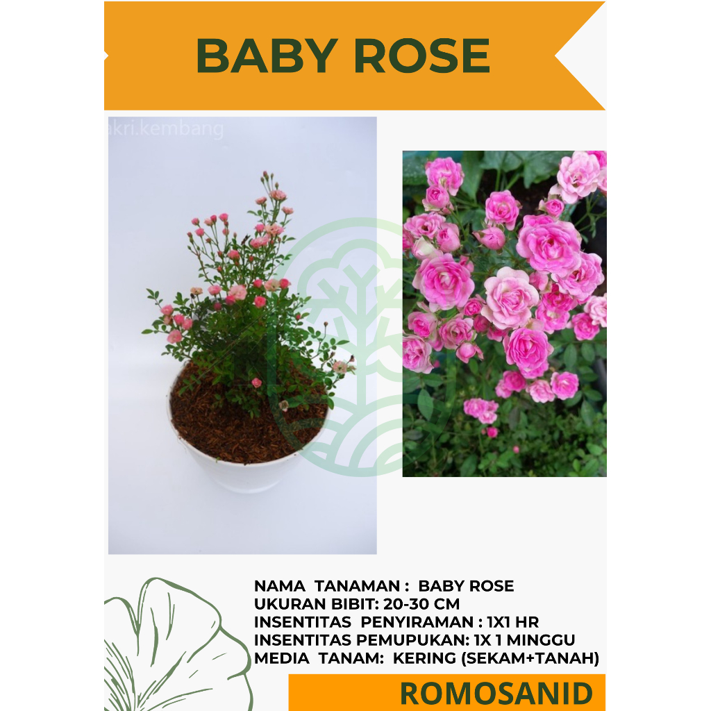 Jual BUNGA MAWAR BABY ROSE BERBUNGA - pohon baby rose mini pink - tanaman babyrose berbunga ...