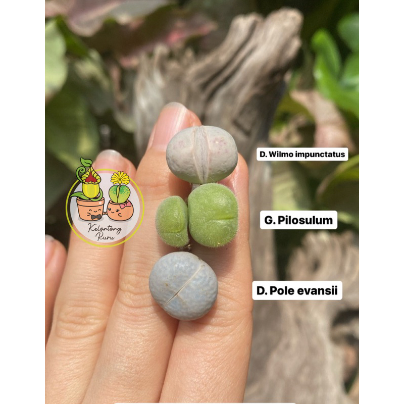 Jual Paket mesembs gibbaeum dan dinteranthus | Shopee Indonesia