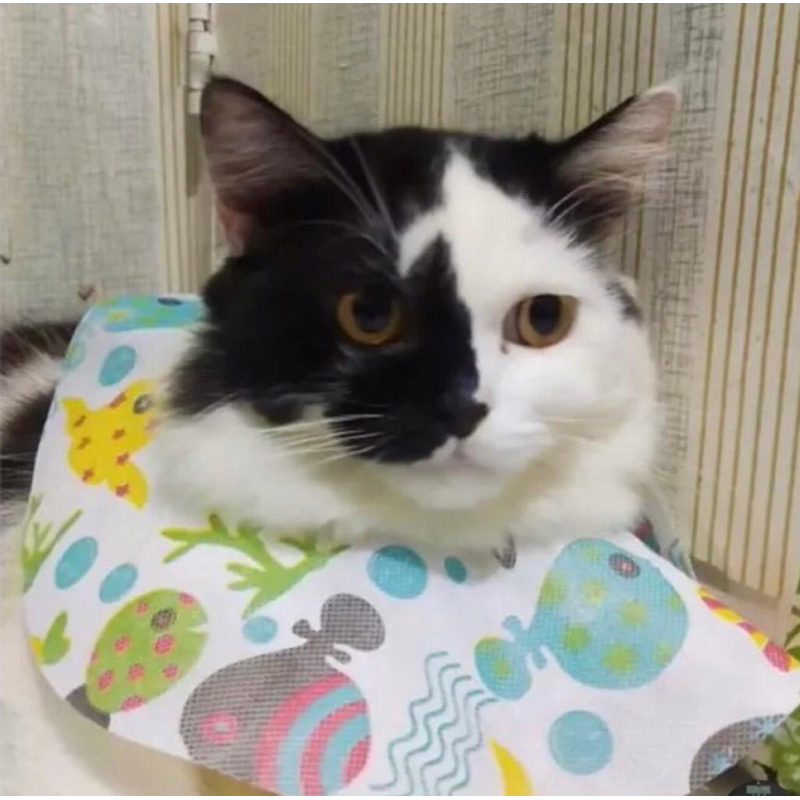 Jual Collar Corak Hewan Laut Lucu - SIZE L - Diameter 25cm - TANPA ...