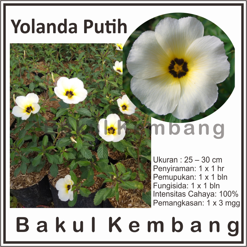 Jual BUNGA YOLANDA PUTIH (Myosurus L. Ranunculus) - Grosir Yolanda ...