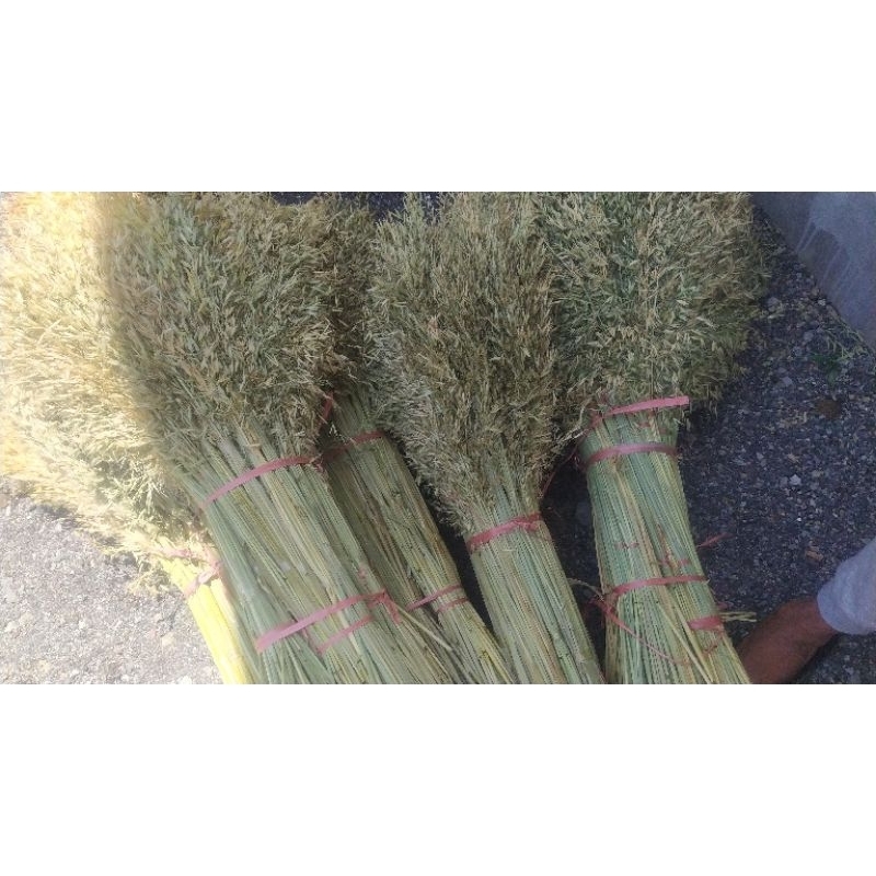 Jual bunga kering dekorasi, bunga padi pecah(jangkri an) | Shopee Indonesia