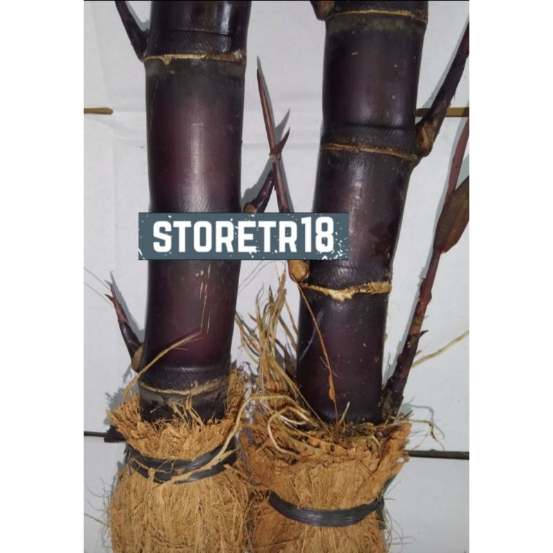 Jual Jual Batang Tebu Ireng Tebu Hitam Khusus Bibit Super Per 1 Batang ...
