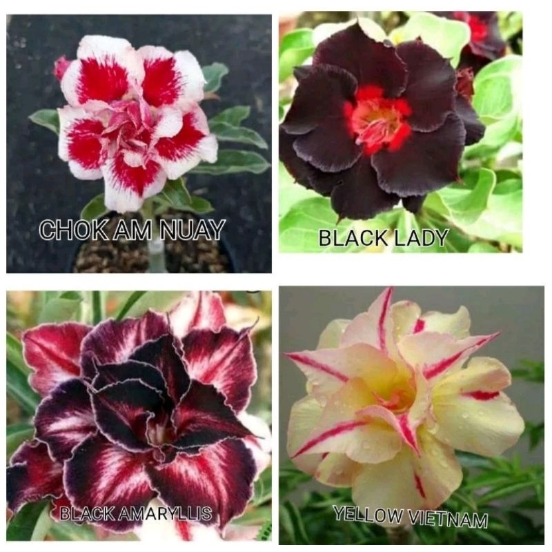Jual COD Paket 4 Adenium BERKUALITAS | Bunga adenium | Kamboja jepang ... Jual COD Paket 4 Adenium BERKUALITAS | Bunga adenium | Kamboja jepang ...