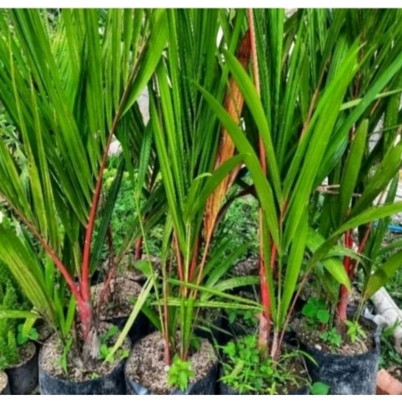 Jual Tanaman Bibit palem merah asli ukuran remaja | Shopee Indonesia